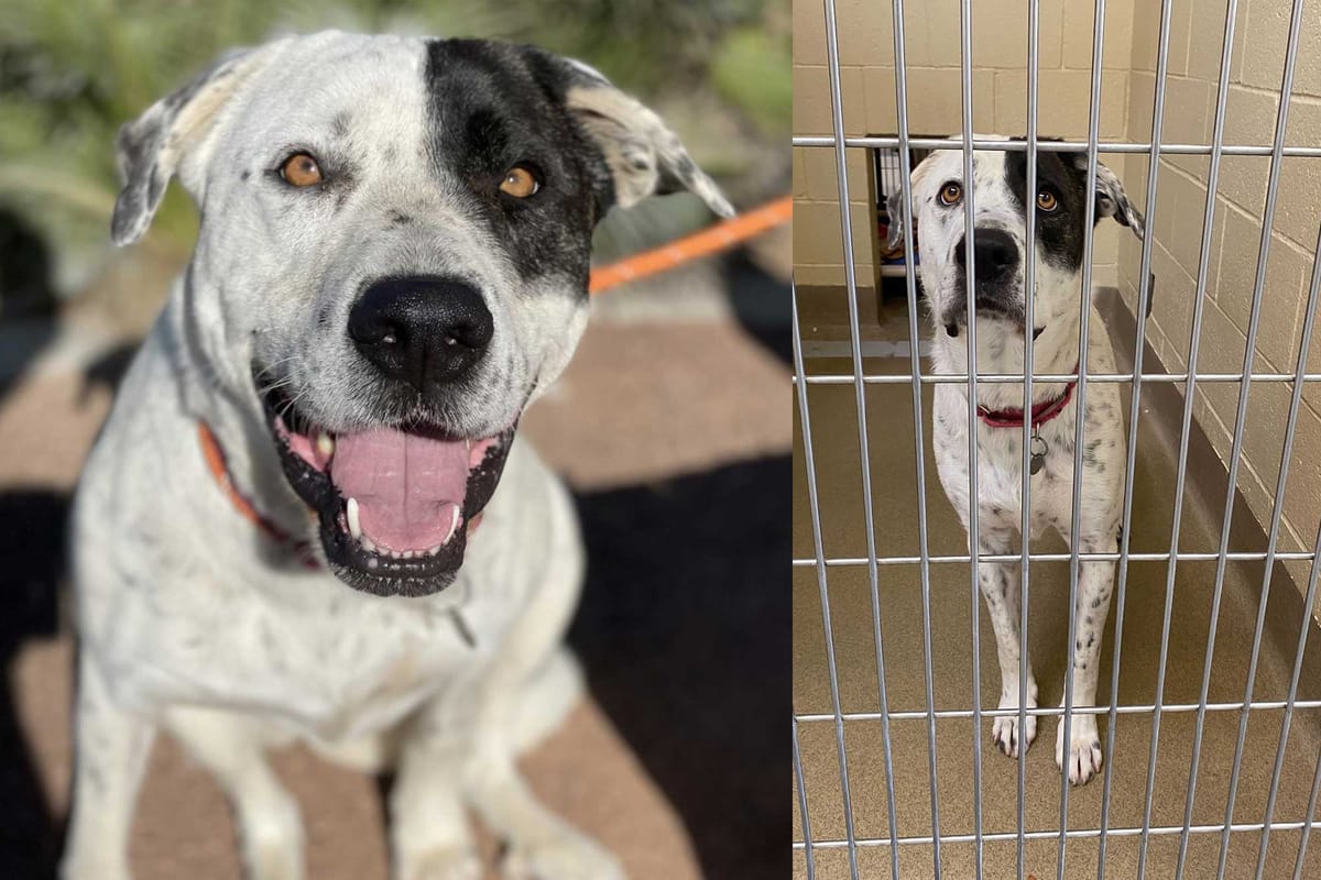 Mary S. Roberts Pet Adoption Center Seeks Help for Long-Stay Pets