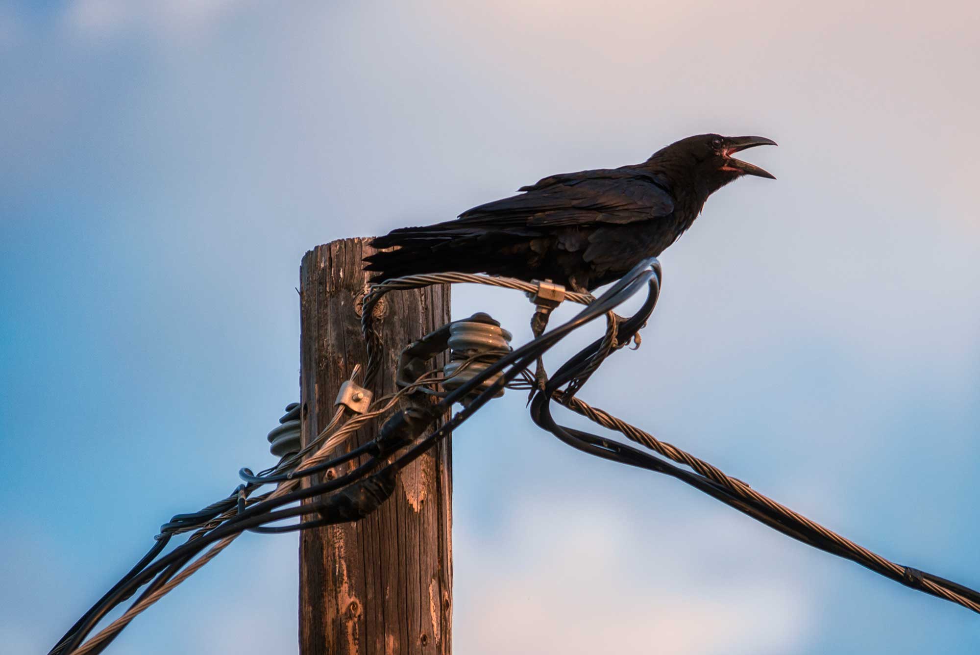 Is it a crow or a raven? Nevermore confused