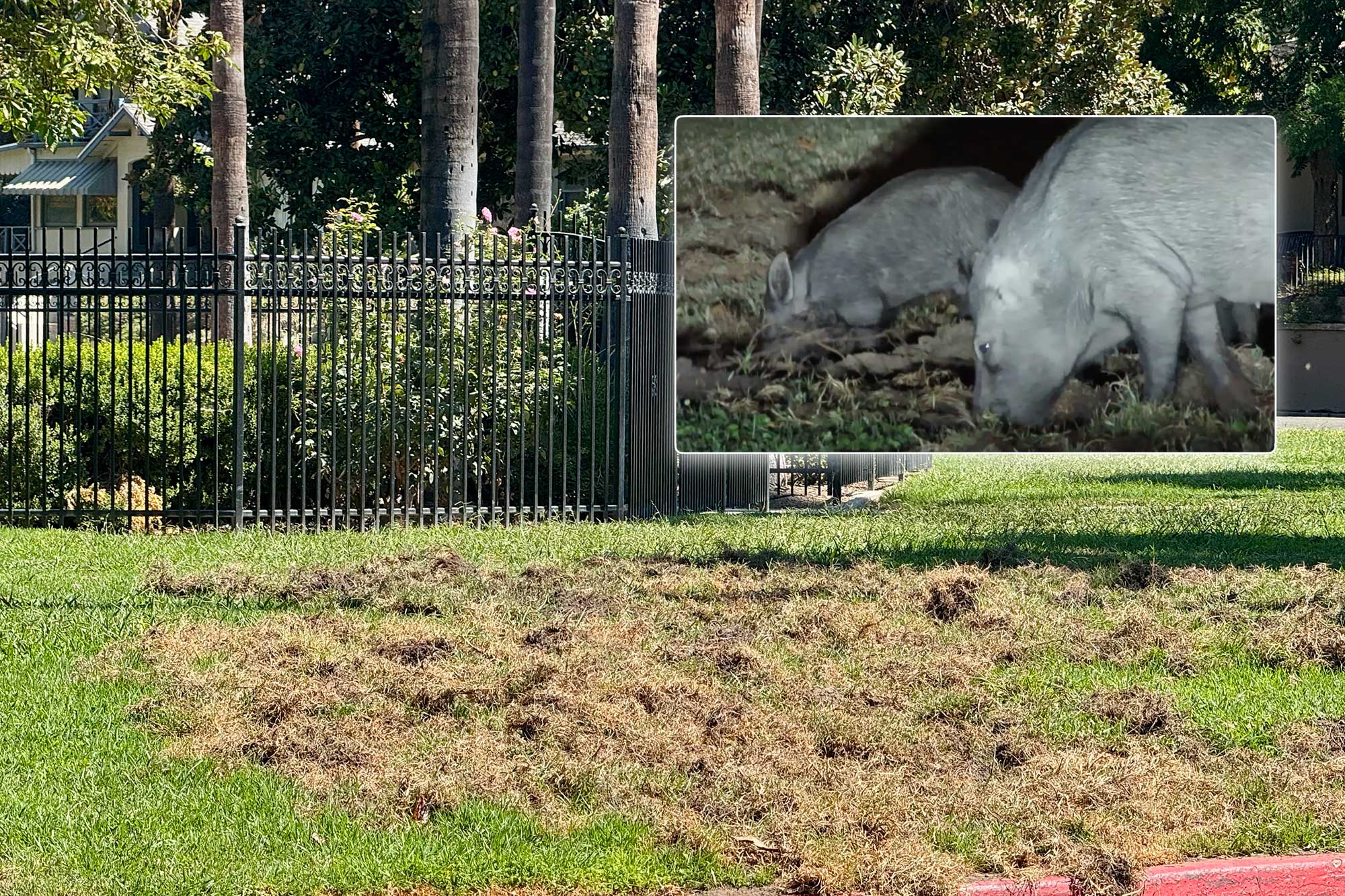 Wild Pigs: Riverside's Most Unwanted Neighbors?